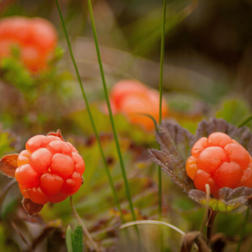 Finnish Cloudberry Dessert Arctic Berry Specialty